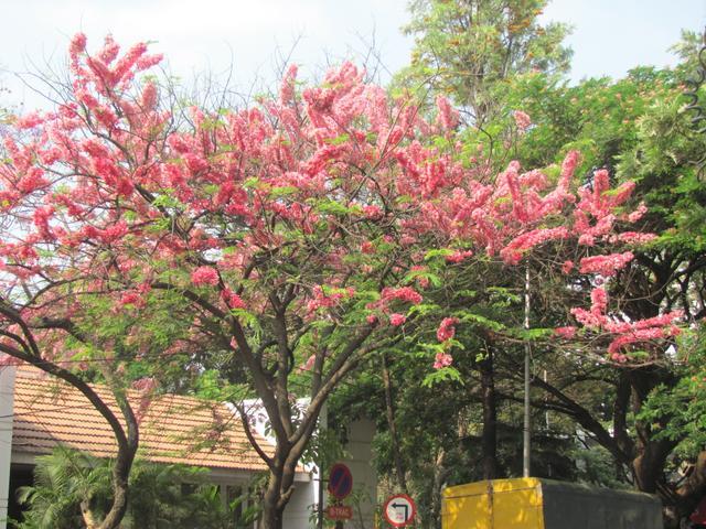 Cassia javanica – eFlora of India